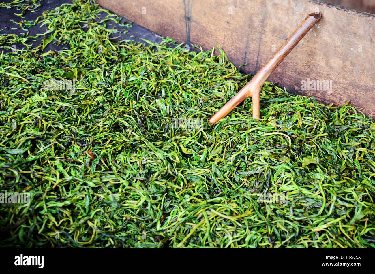 Working process steaming dried or pan firing tea leaves at Bolaven ...