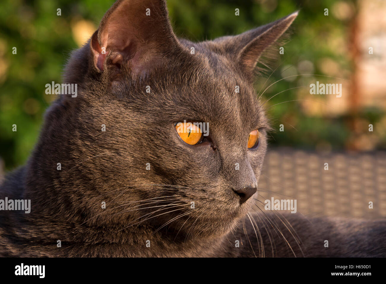 closeup of a gray cat breed Chartreux Stock Photo - Alamy