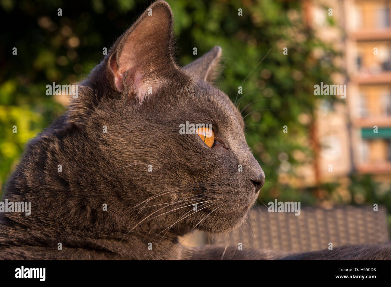 closeup of a gray cat breed Chartreux Stock Photo - Alamy