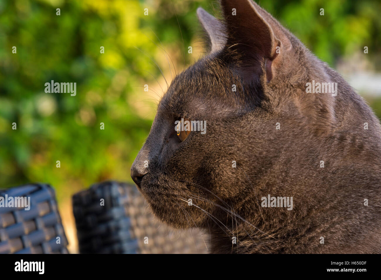 closeup of a gray cat breed Chartreux Stock Photo - Alamy