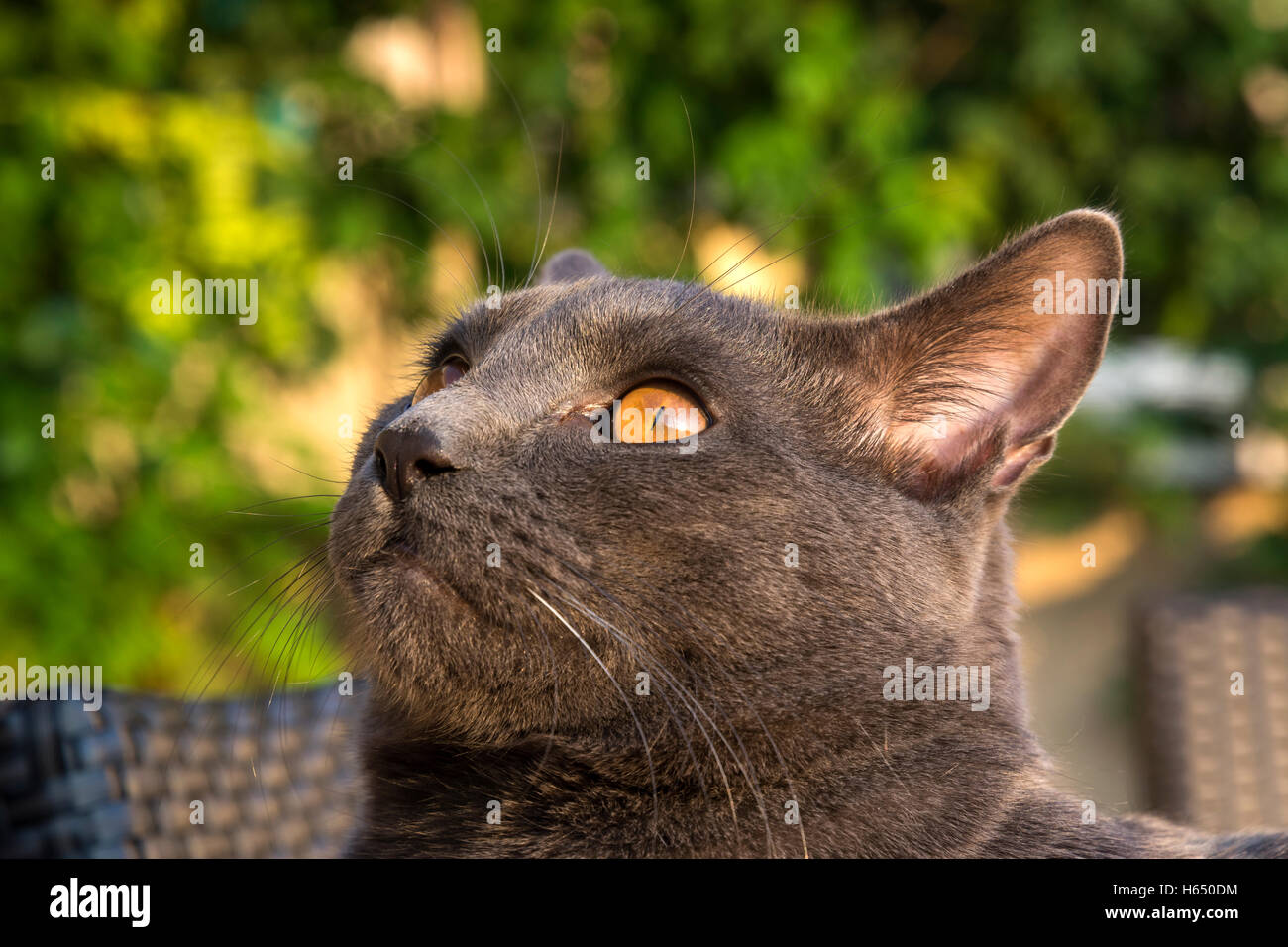 closeup of a gray cat breed Chartreux Stock Photo - Alamy