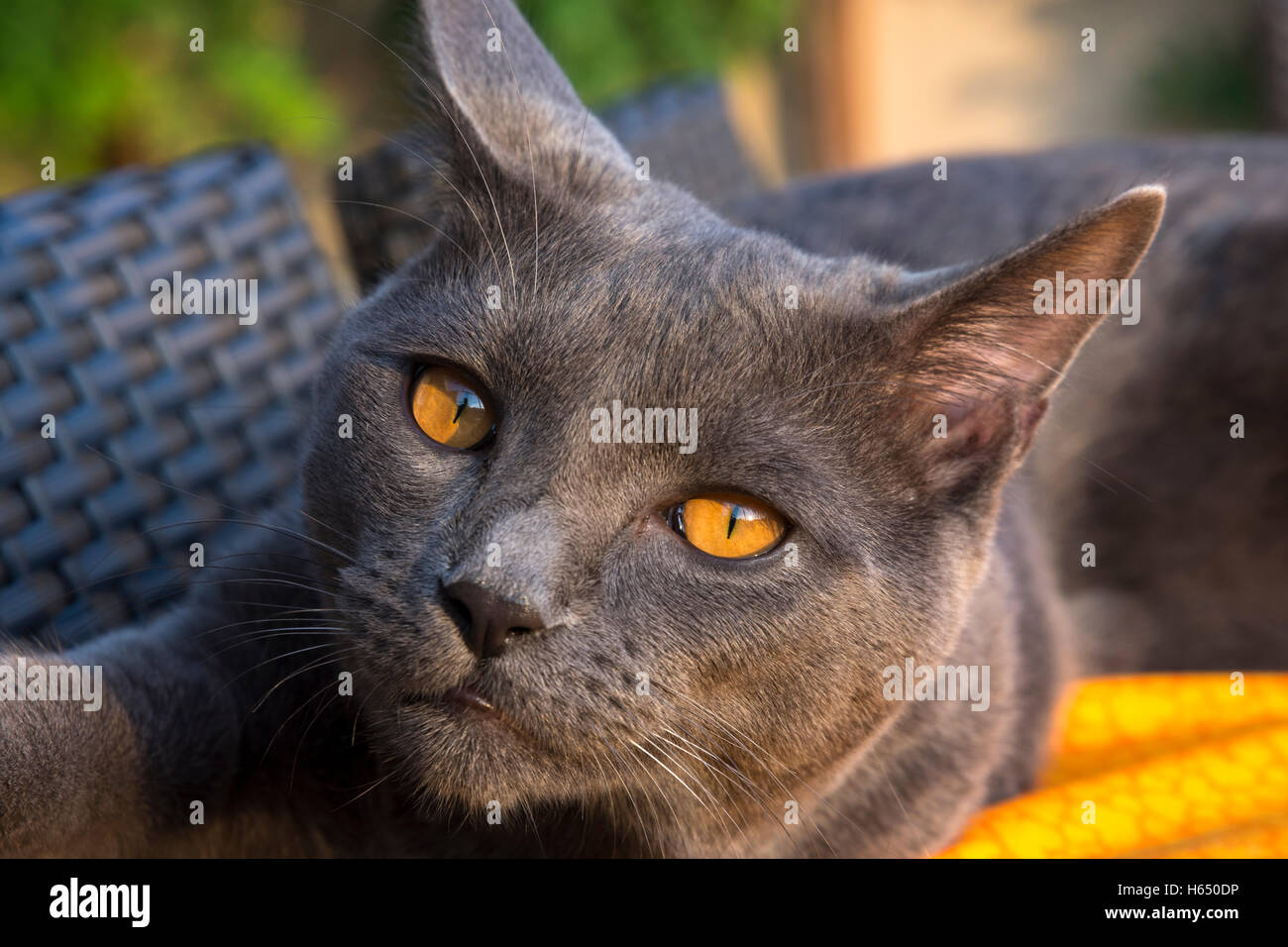 closeup of a gray cat breed Chartreux Stock Photo - Alamy