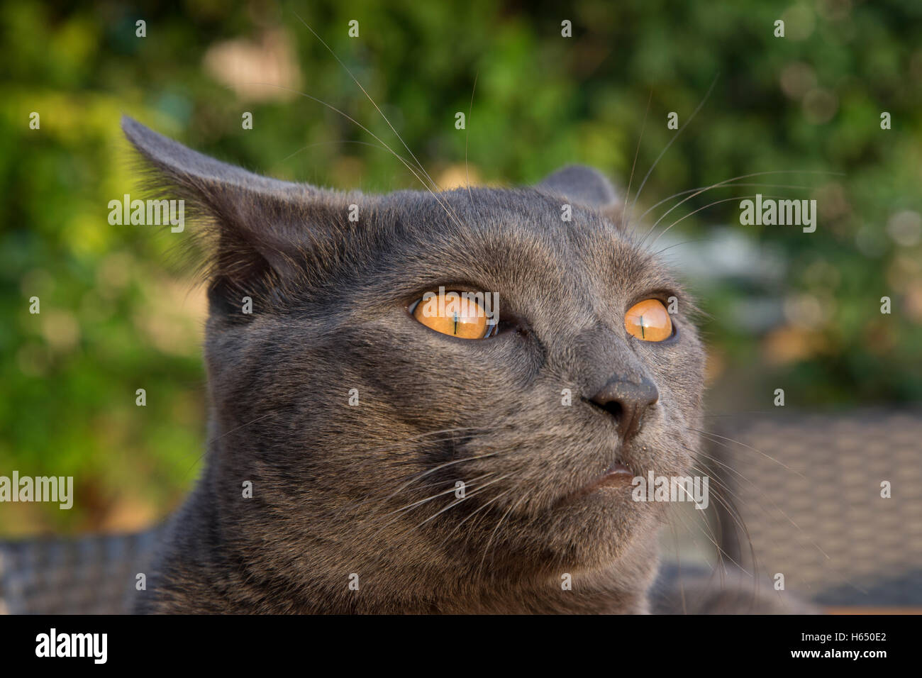 closeup of a gray cat breed Chartreux Stock Photo - Alamy