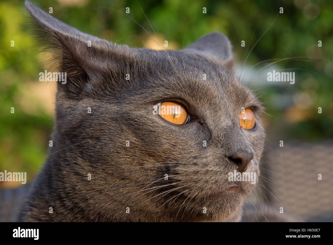 closeup of a gray cat breed Chartreux Stock Photo - Alamy