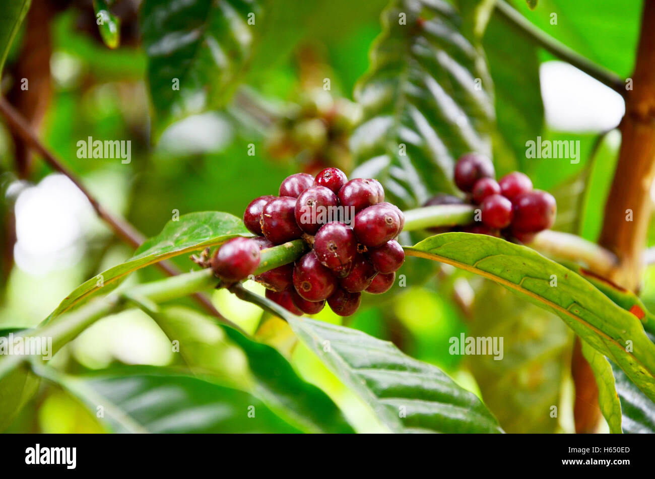 Unripe coffee beans on coffee tree in garden at Bolaven Plateau in ...