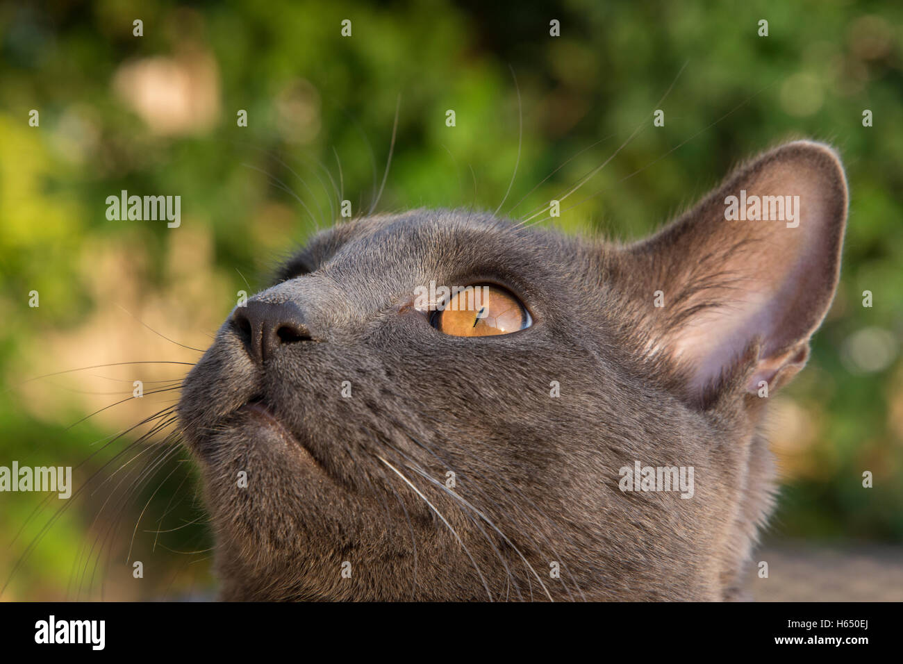 closeup of a gray cat breed Chartreux Stock Photo - Alamy