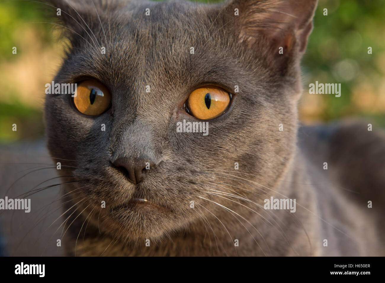 closeup of a gray cat breed Chartreux Stock Photo - Alamy