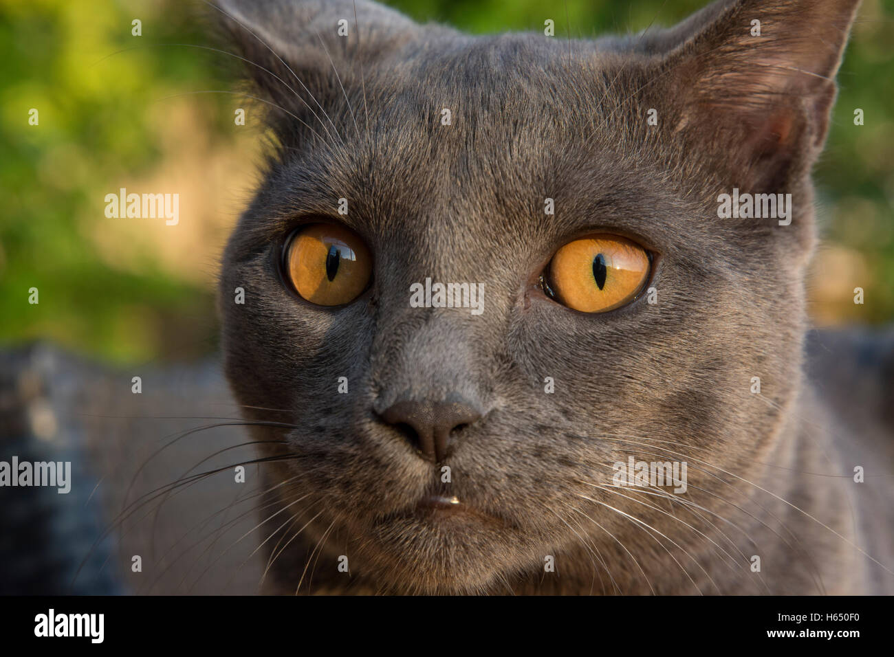 Cat with gray eye hi-res stock photography and images - Alamy