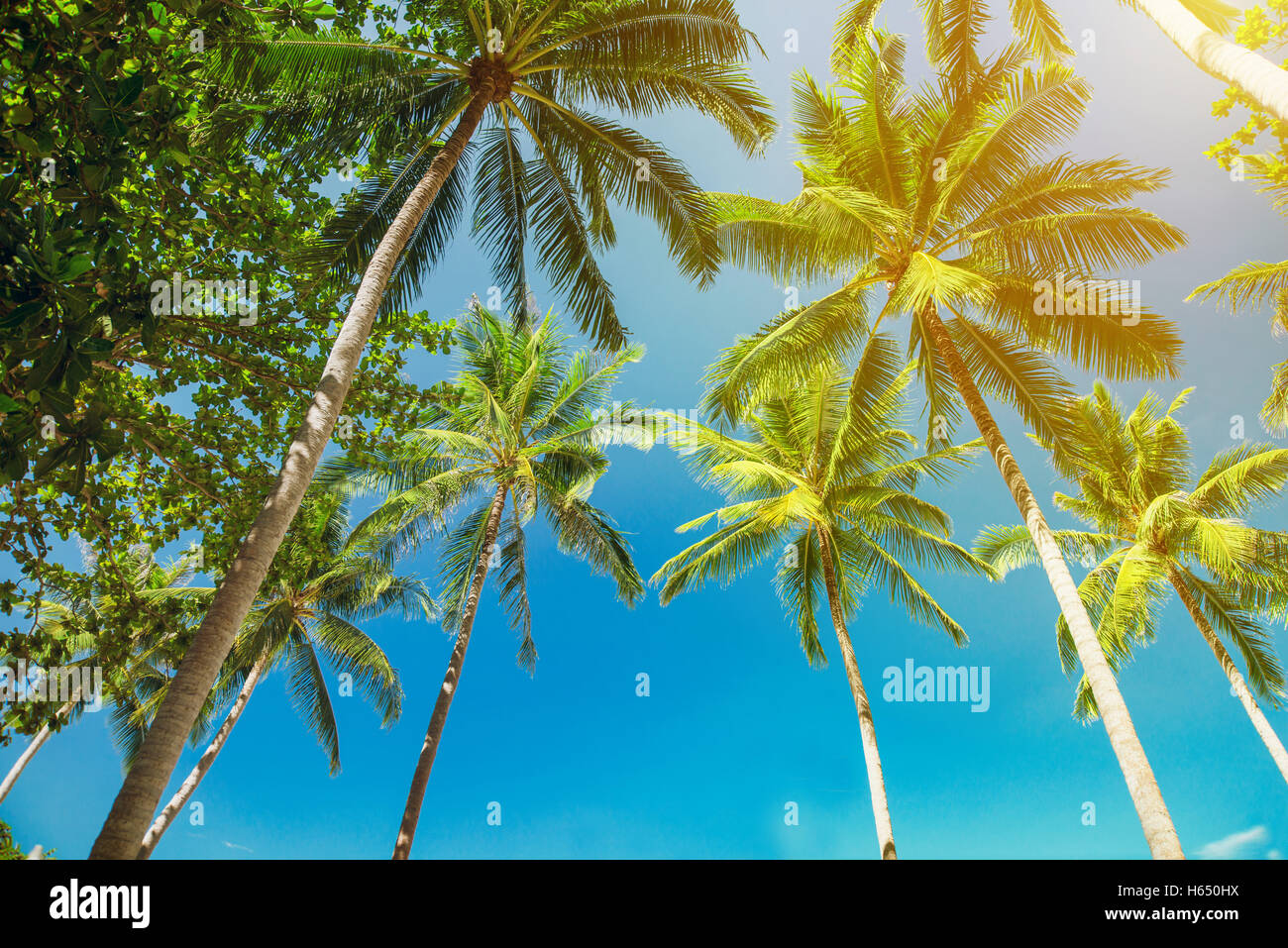 tropical landscape palms bottom view Stock Photo - Alamy