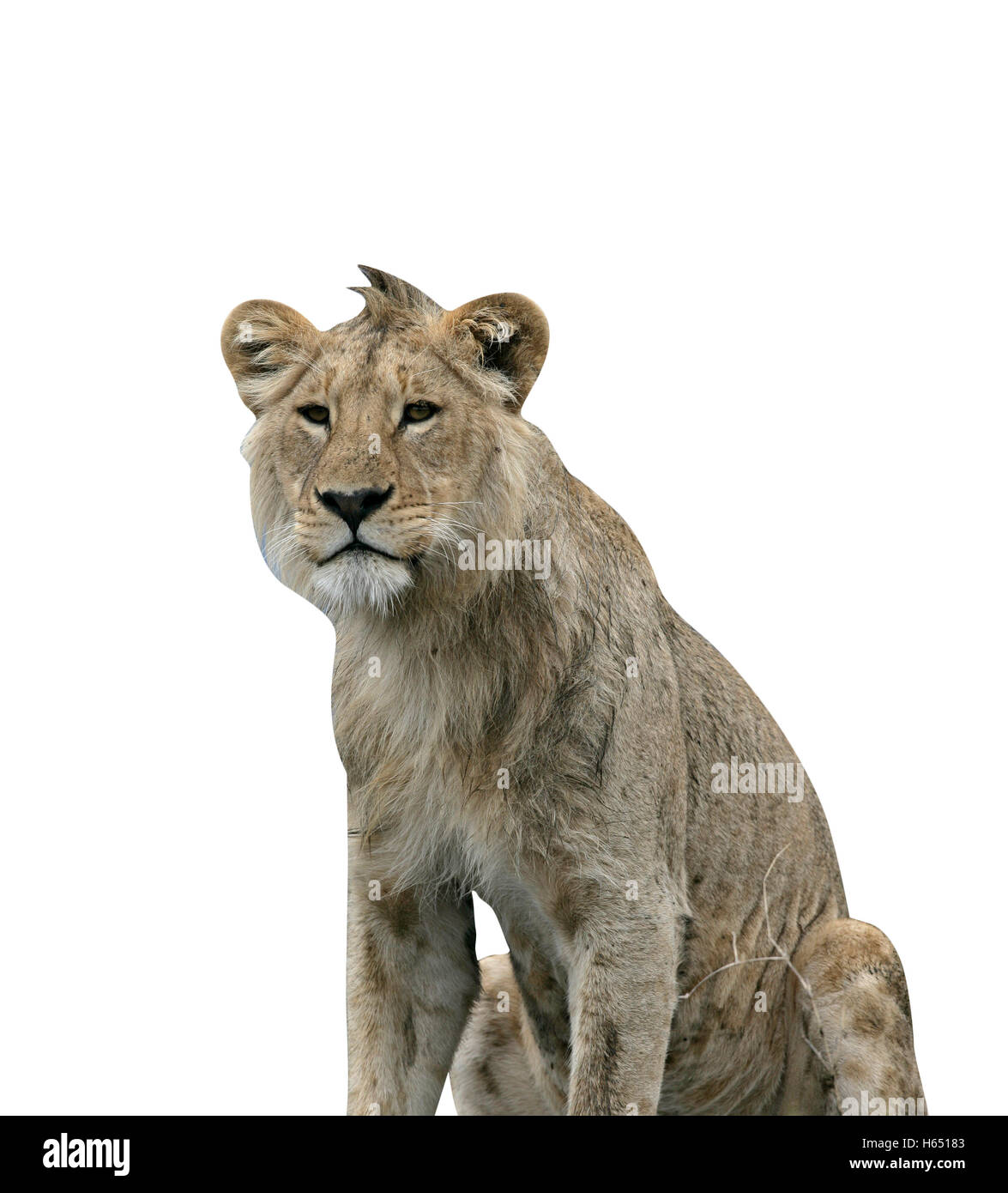 Single lion hi-res stock photography and images - Alamy
