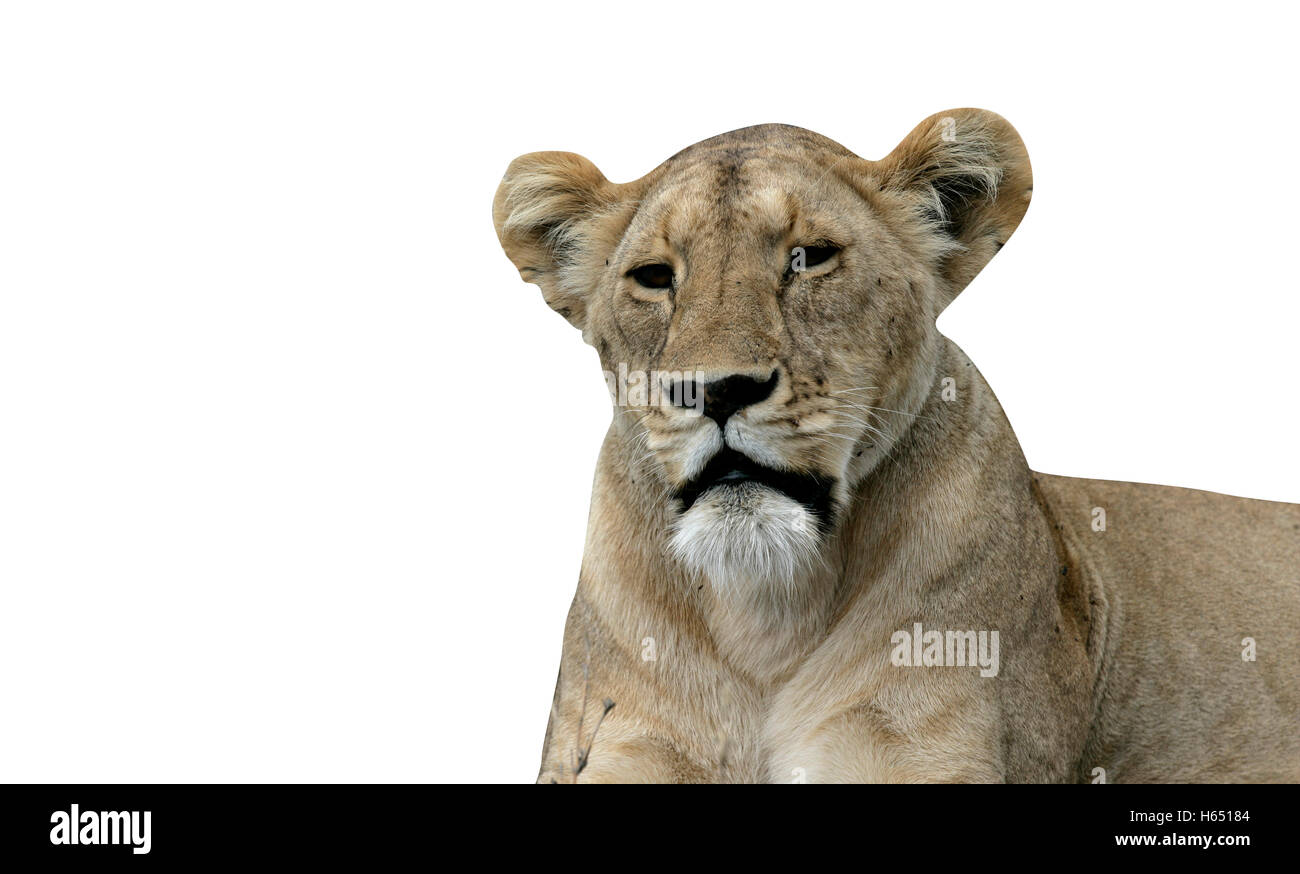 Single lion hi-res stock photography and images - Alamy