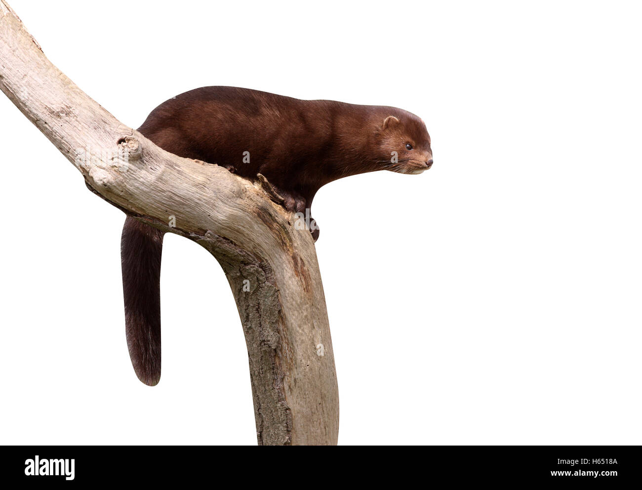 American mink hi-res stock photography and images - Alamy