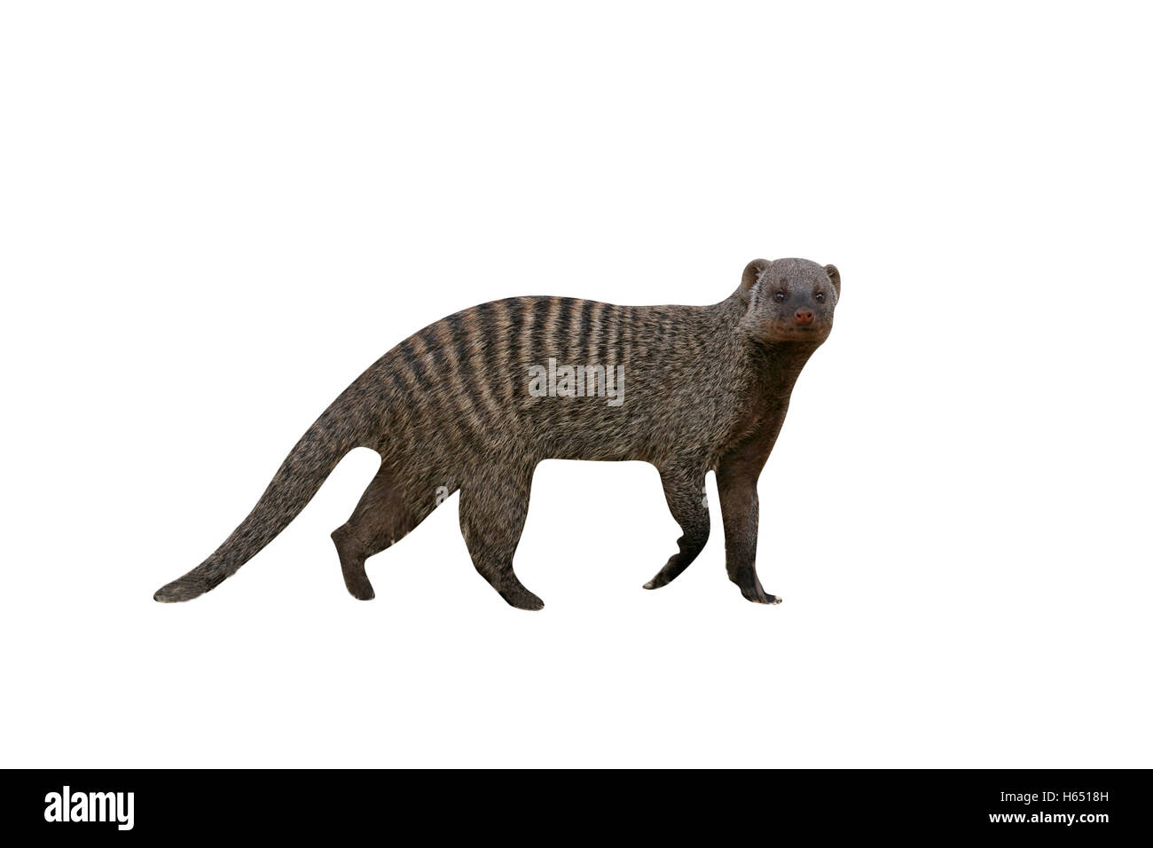 Mongoose on grassland Cut Out Stock Images & Pictures - Alamy