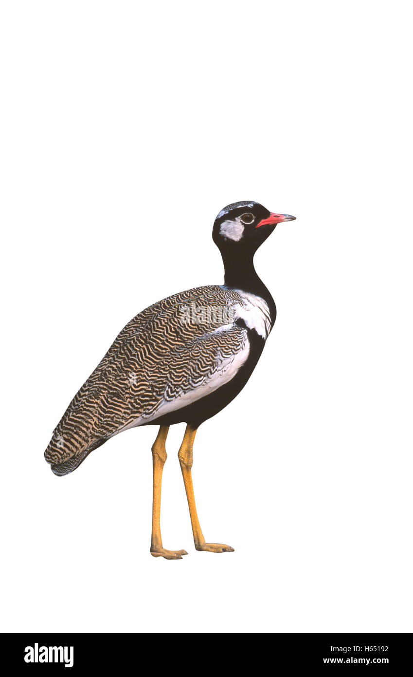 Korhan hi-res stock photography and images - Alamy