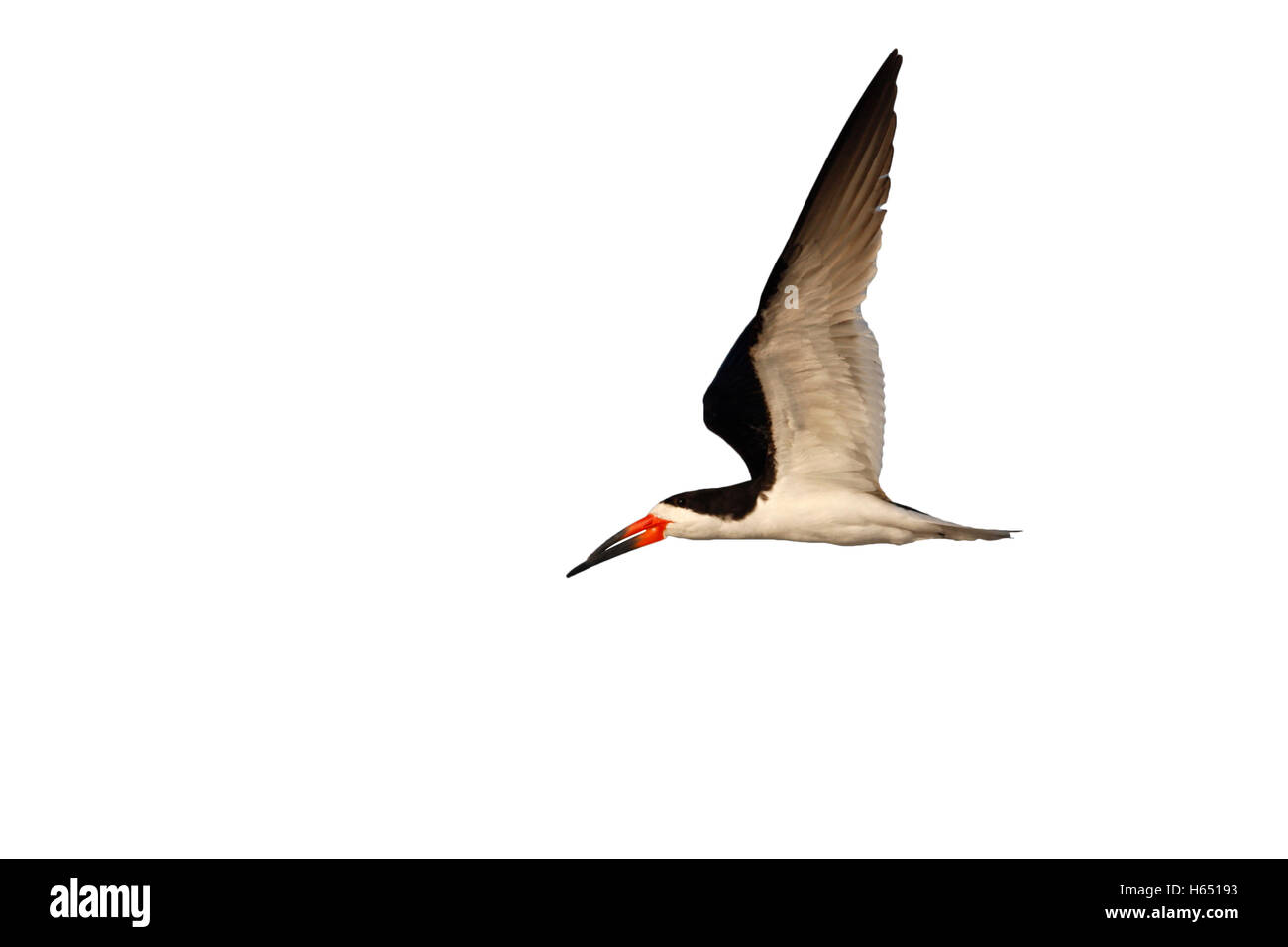 Black skimmer, Rynchops niger, single bird in flight, New York, USA ...