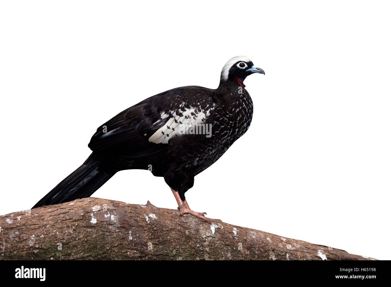 Black-fronted piping-guan, Penelope jacutinga, single bird on branch ...