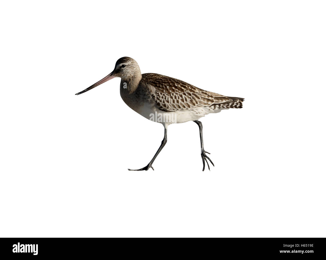 Limosa limosa Cut Out Stock Images & Pictures - Alamy