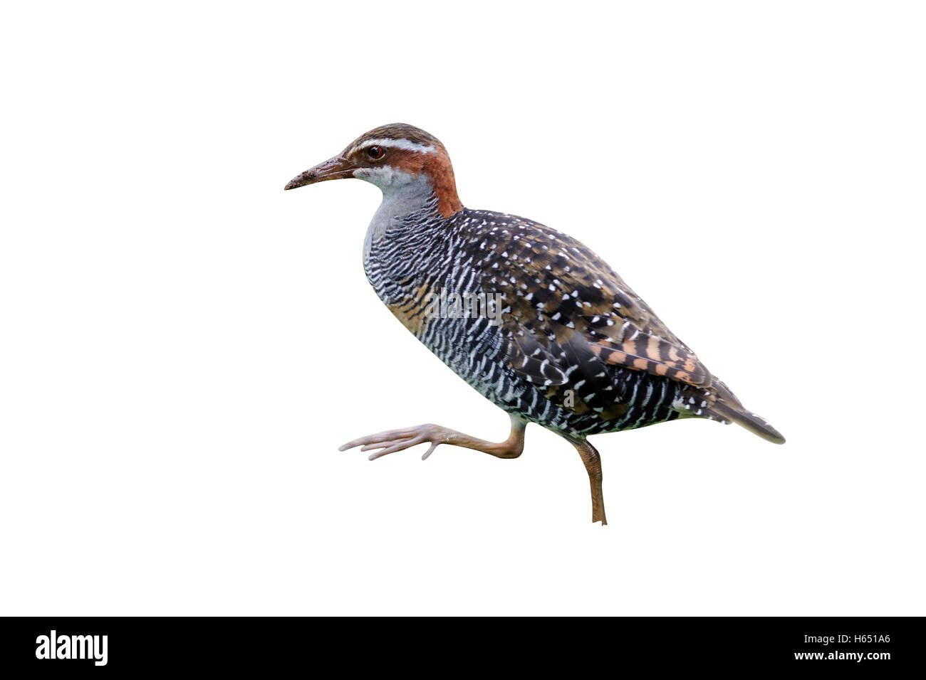Buff banded rail Cut Out Stock Images & Pictures - Alamy