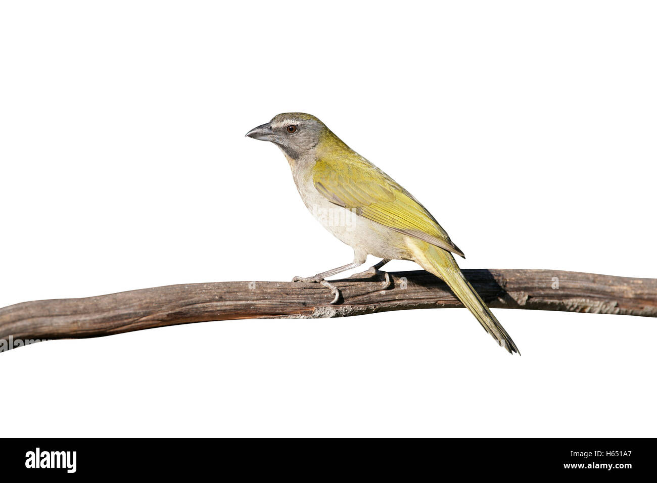 Buff-throated saltator, Saltator maximus, single bird on branch, Brazil ...