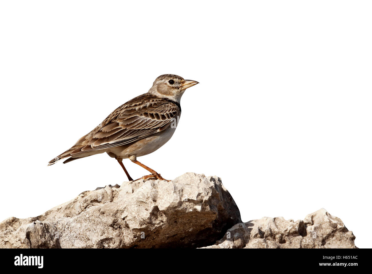 Field lark hi-res stock photography and images - Alamy