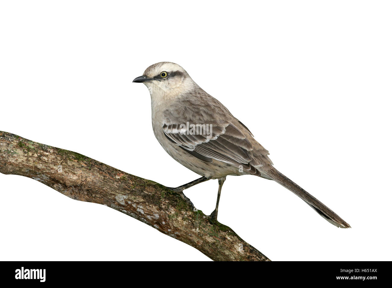 Chalk-browed mockingbird, Mimus saturninus, single bird on branch ...