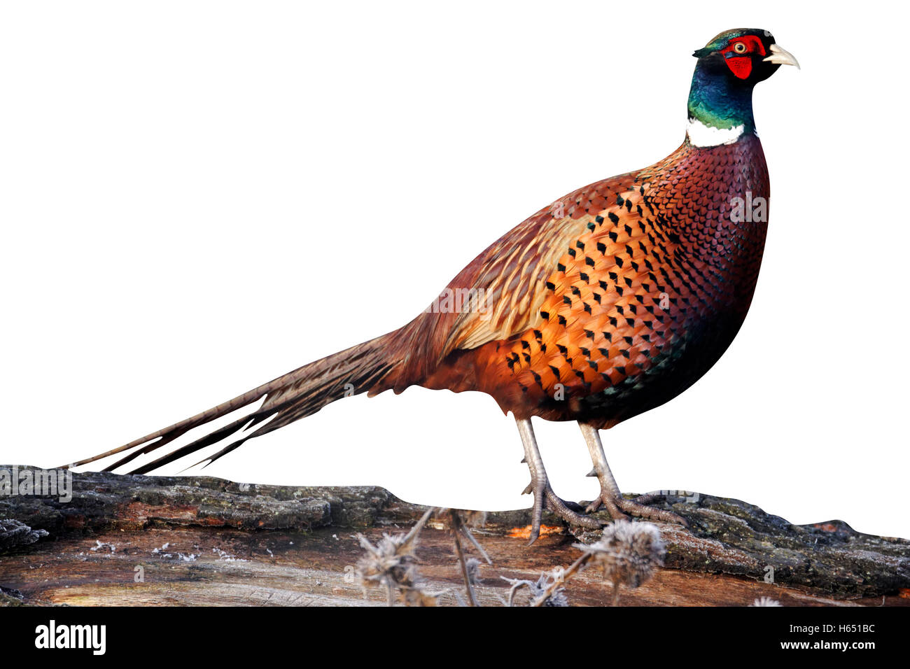 Pheasant woodland on farm hi-res stock photography and images - Alamy