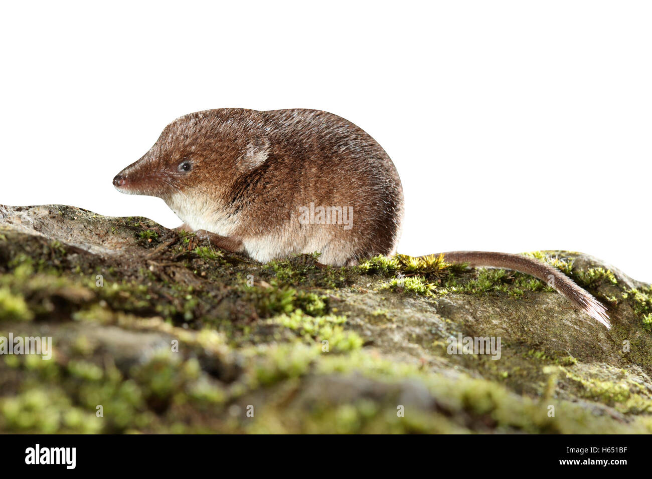 Shrew hi-res stock photography and images - Alamy