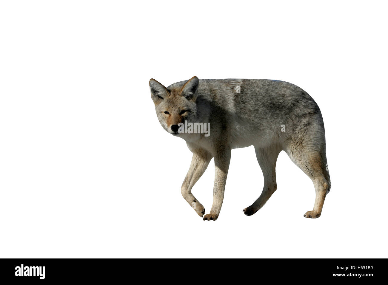 Coyote, Canis latrans, single mammal in snow, Yellowstone, USA Stock ...
