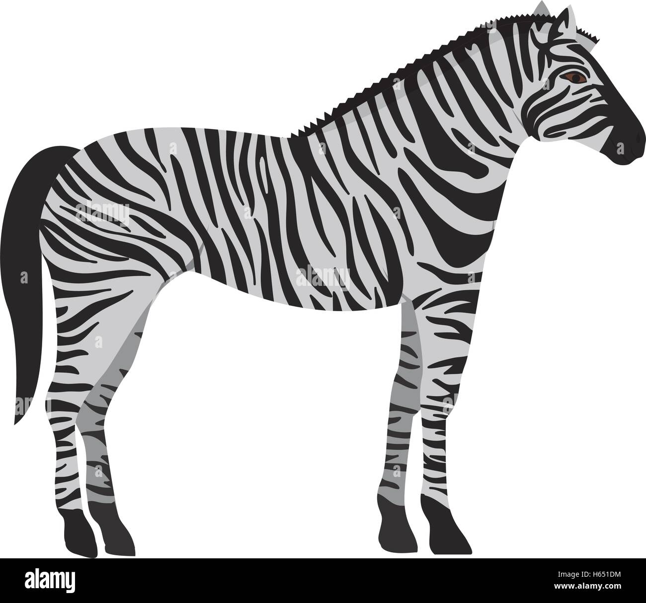 zebra wild animal Stock Vector Image & Art - Alamy
