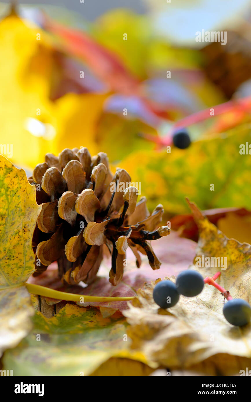 Autumn cone hi-res stock photography and images - Alamy
