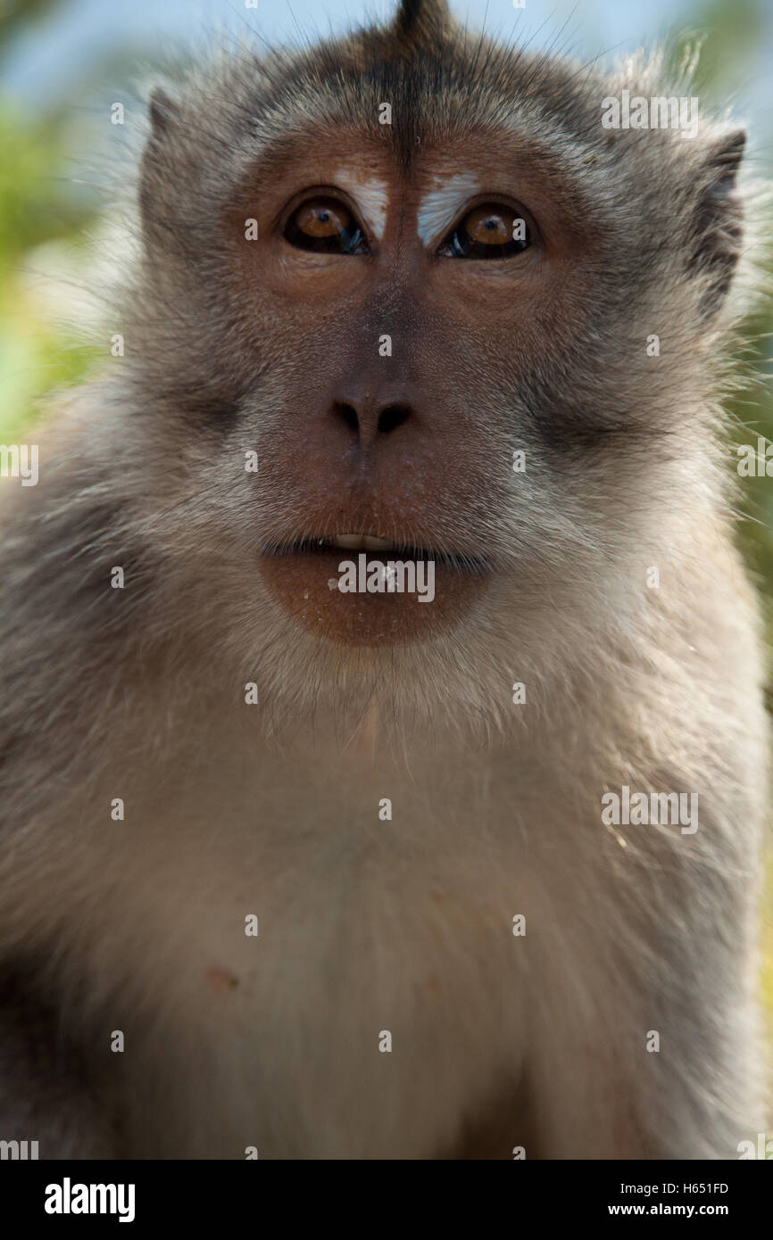 Blue face monkey hi-res stock photography and images - Alamy