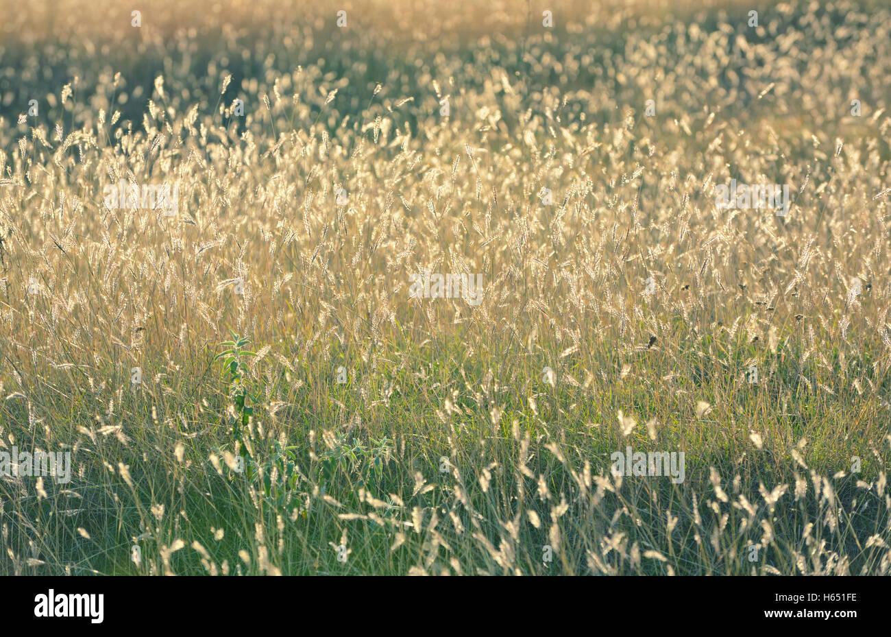 Autumn gold dry field at sunset Stock Photo - Alamy