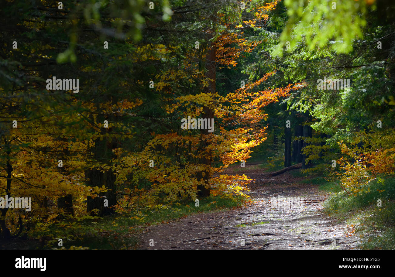 Hidden Forest Path in Autumn season Stock Photo - Alamy
