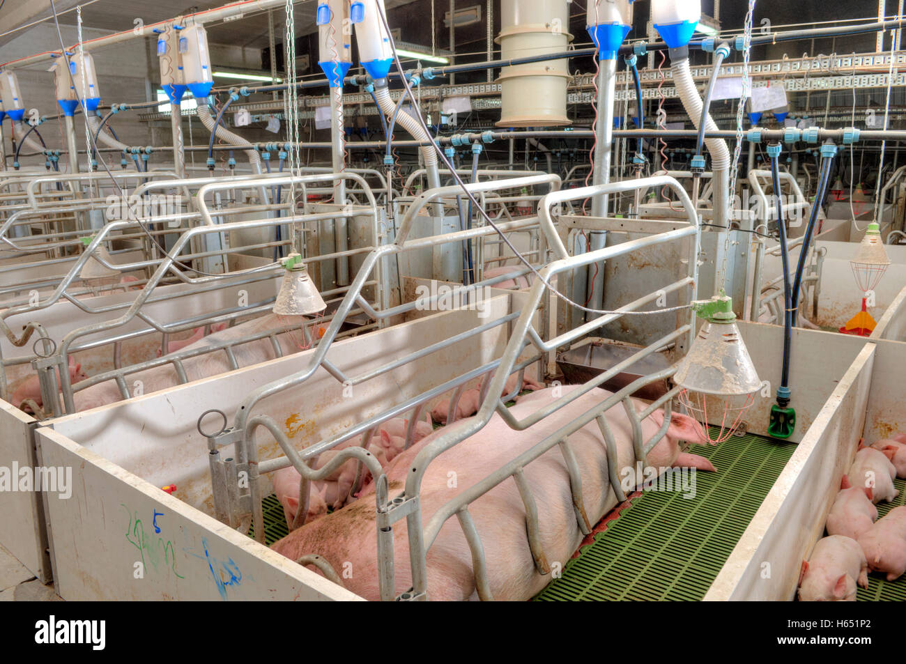 Pork plant with very large pigs in special stalls Stock Photo - Alamy