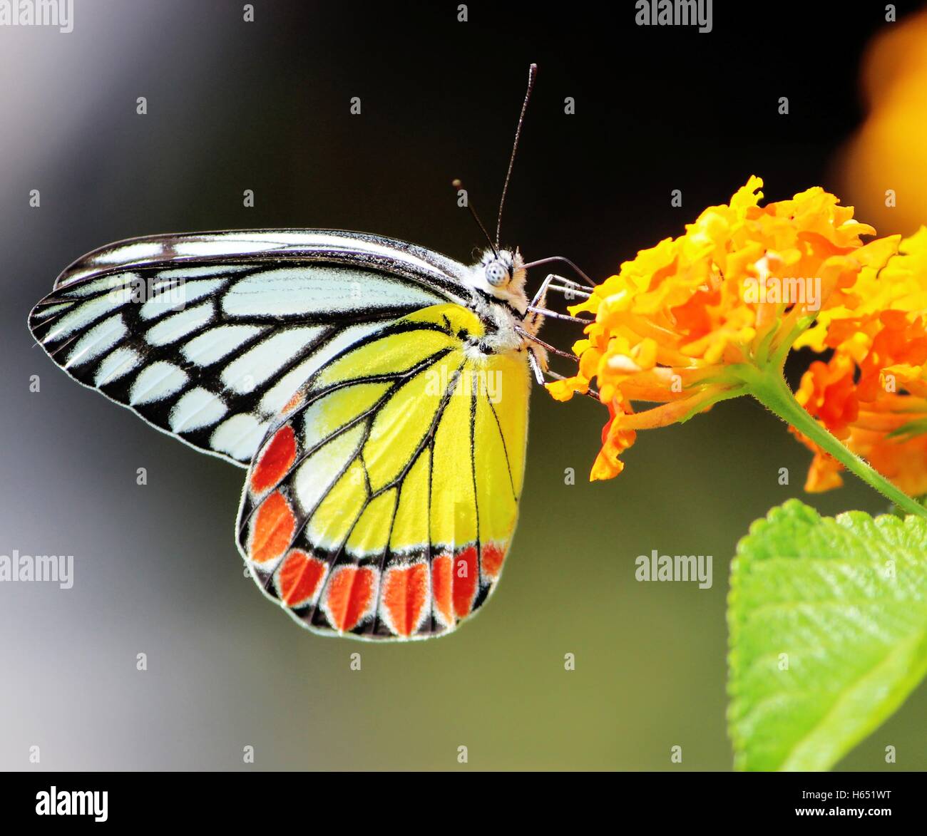 Butterflies of india hi-res stock photography and images - Alamy