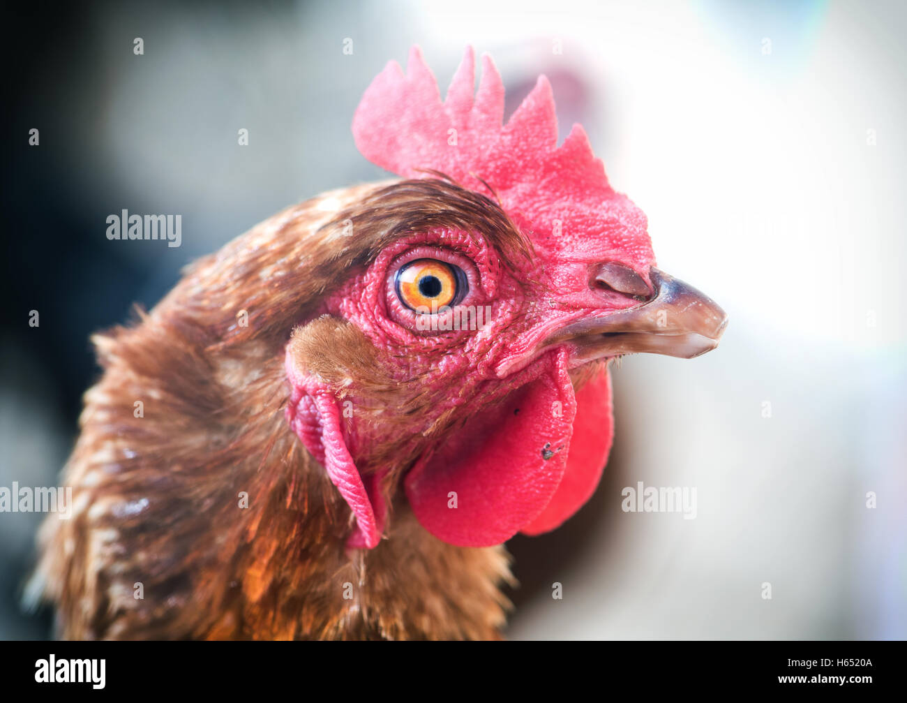 Chicken close up hi-res stock photography and images - Alamy