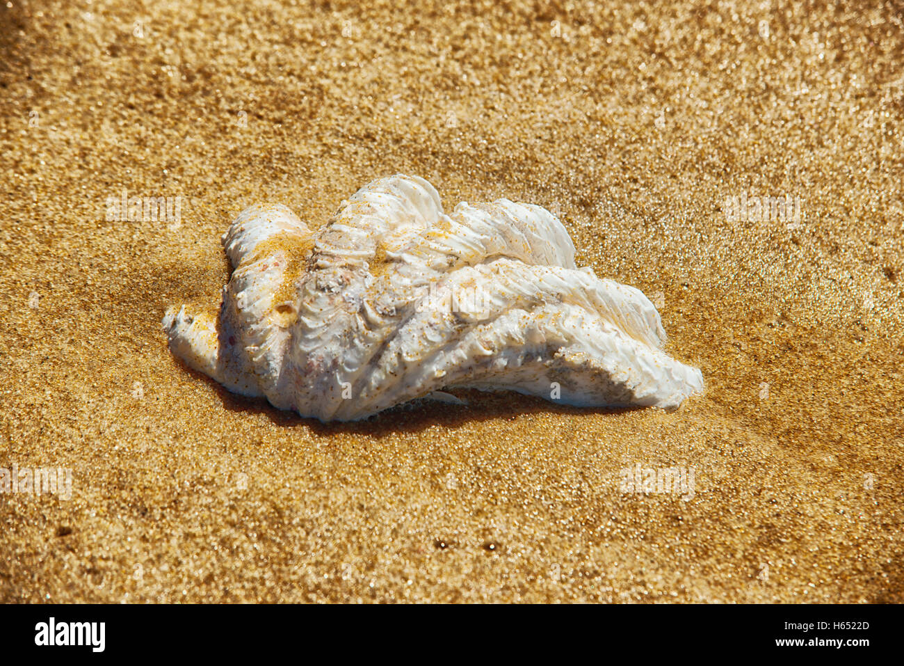 Sea shell on the beach background Stock Photo - Alamy