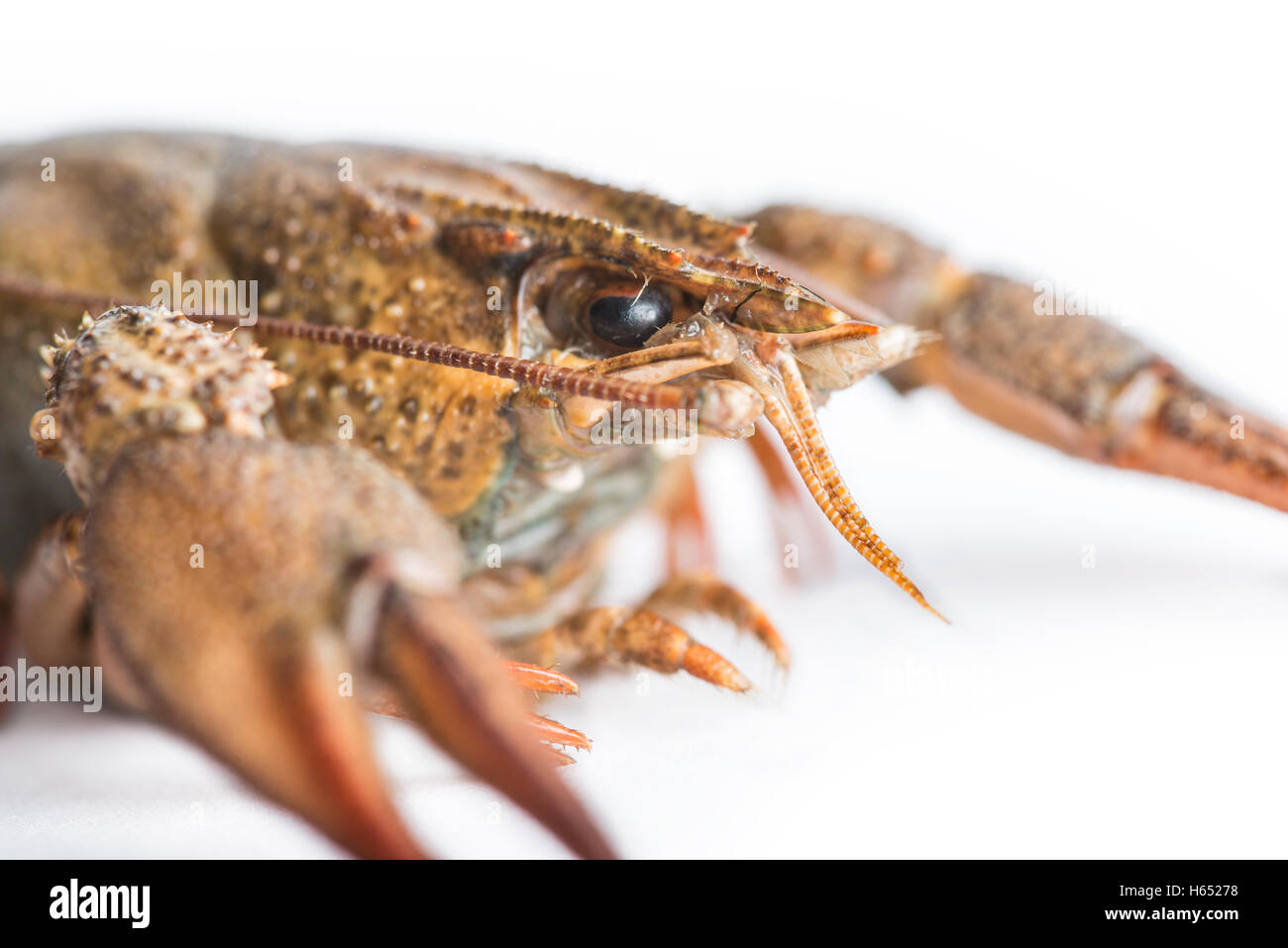 Live crayfish close up on a white background Stock Photo - Alamy