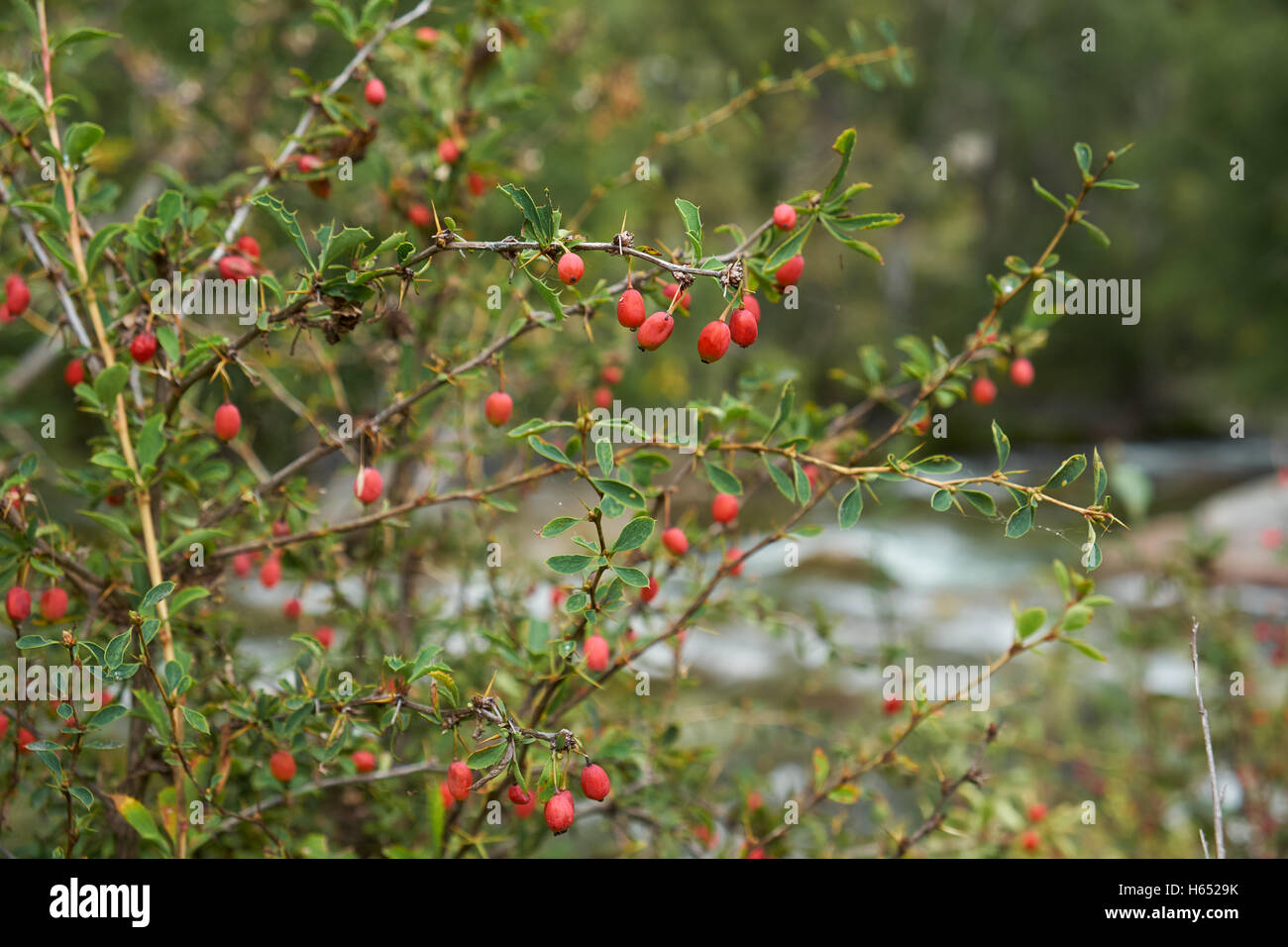 Berberis shrubs with berries over river in Altai mountains natural ...