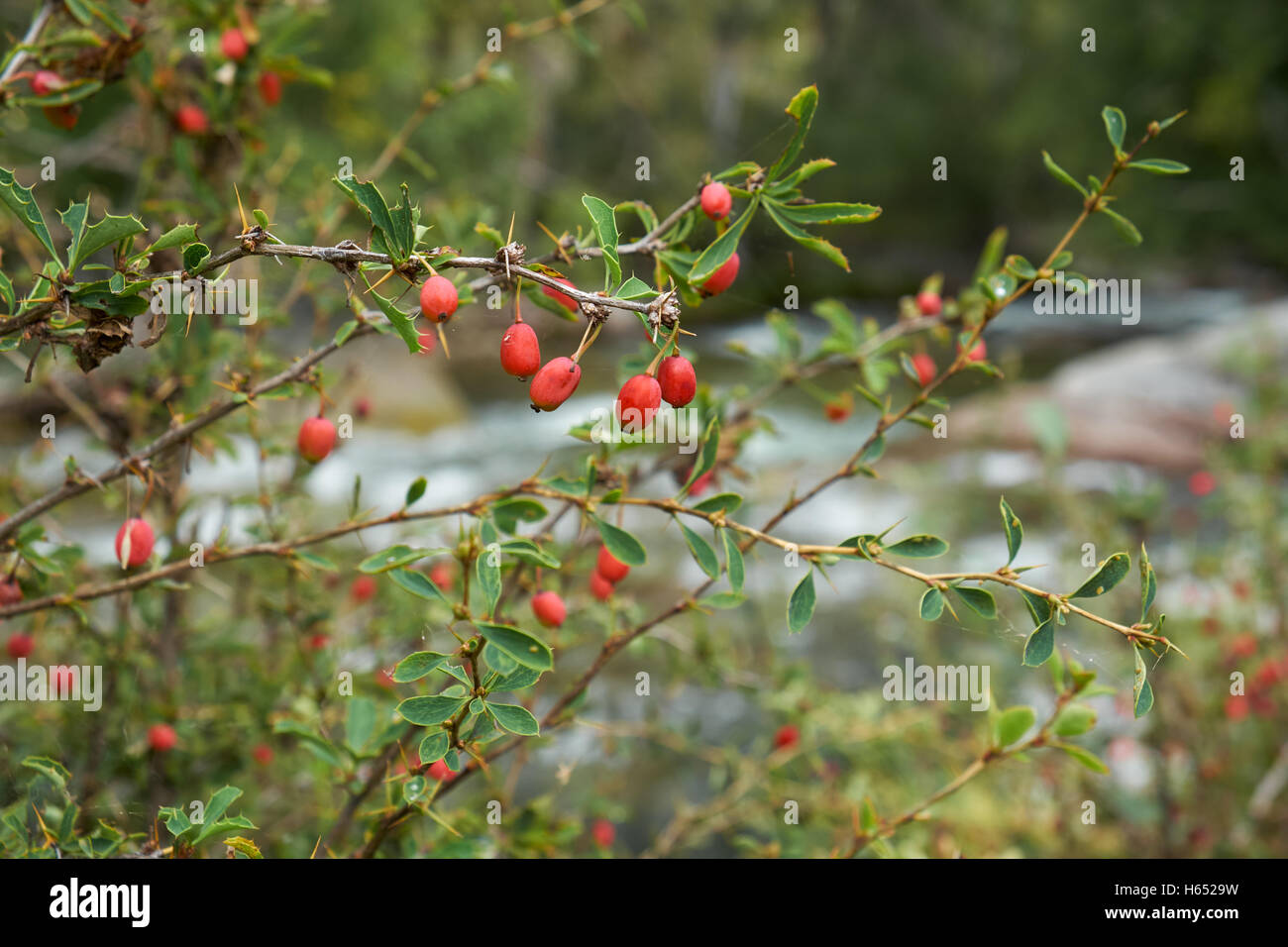 Berberis shrubs with berries over river in Altai mountains natural ...