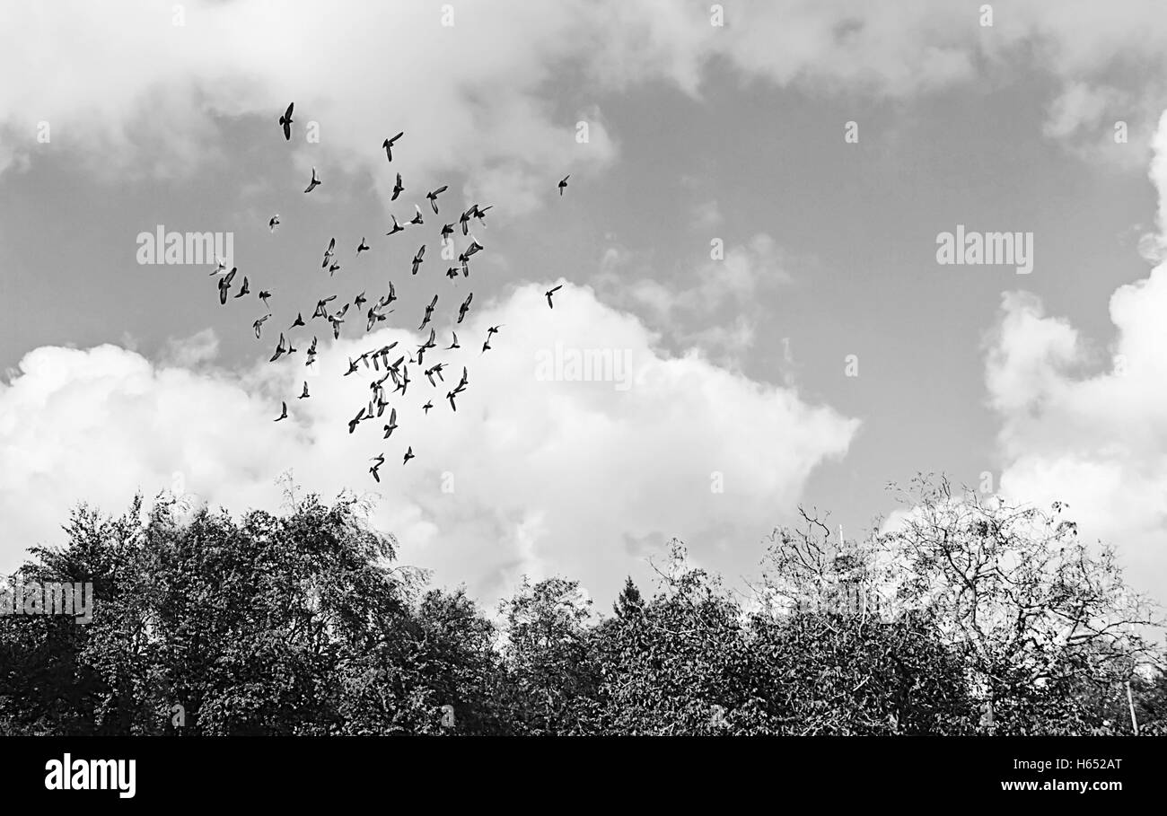 flock of birds in the sky in black and white Stock Photo - Alamy