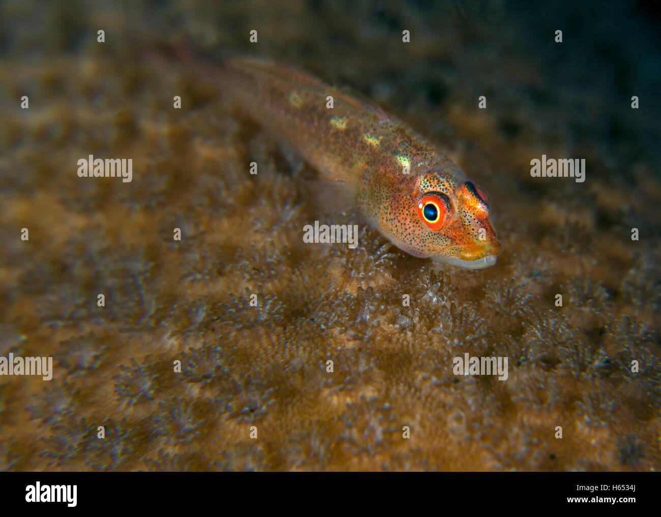 Goby fish hi-res stock photography and images - Alamy