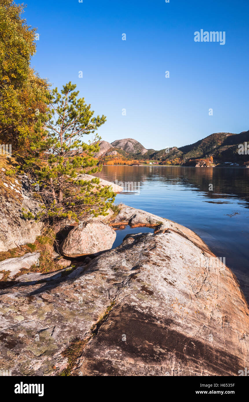Vertical Norwegian landscape with pine trees growing on coastal rocks ...