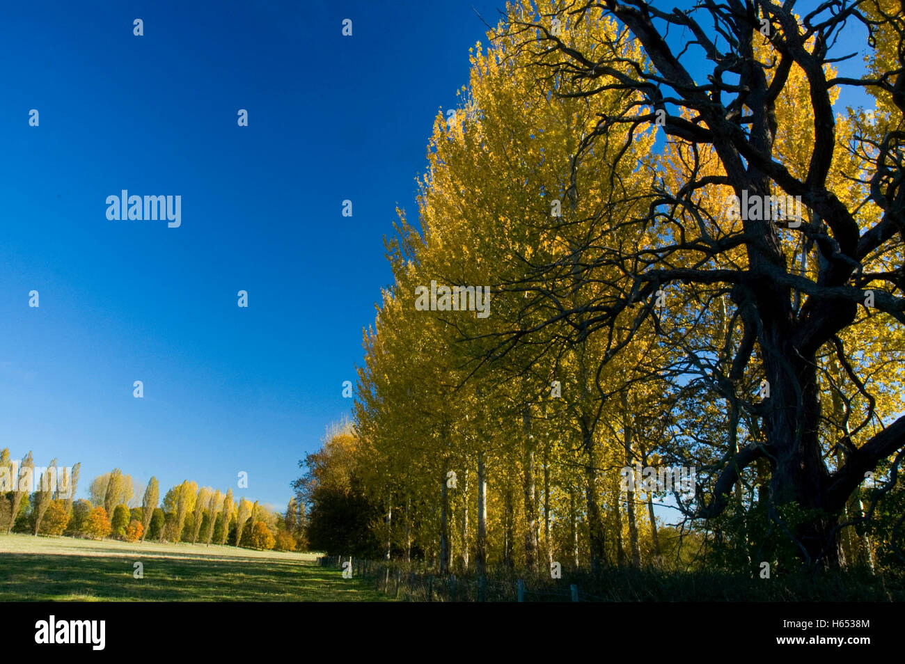 Poplar Trees in Autumn Display Stock Photo - Alamy