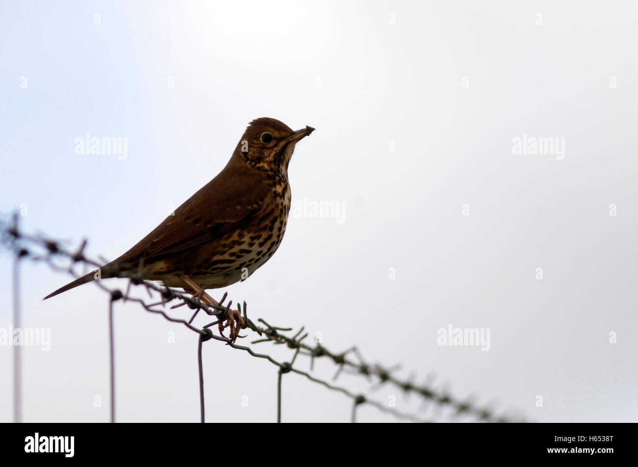 Common thrush hi-res stock photography and images - Alamy