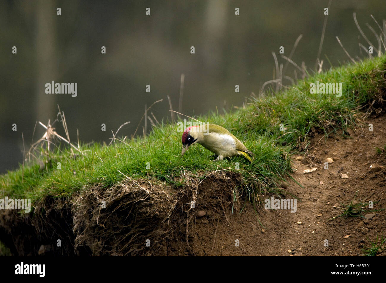 Green Woodpecker feeding Stock Photo - Alamy
