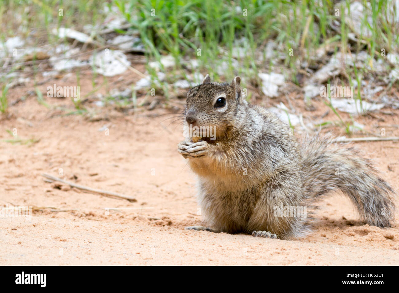 Rock squirrel at Zion National Park Utah Stock Photo - Alamy