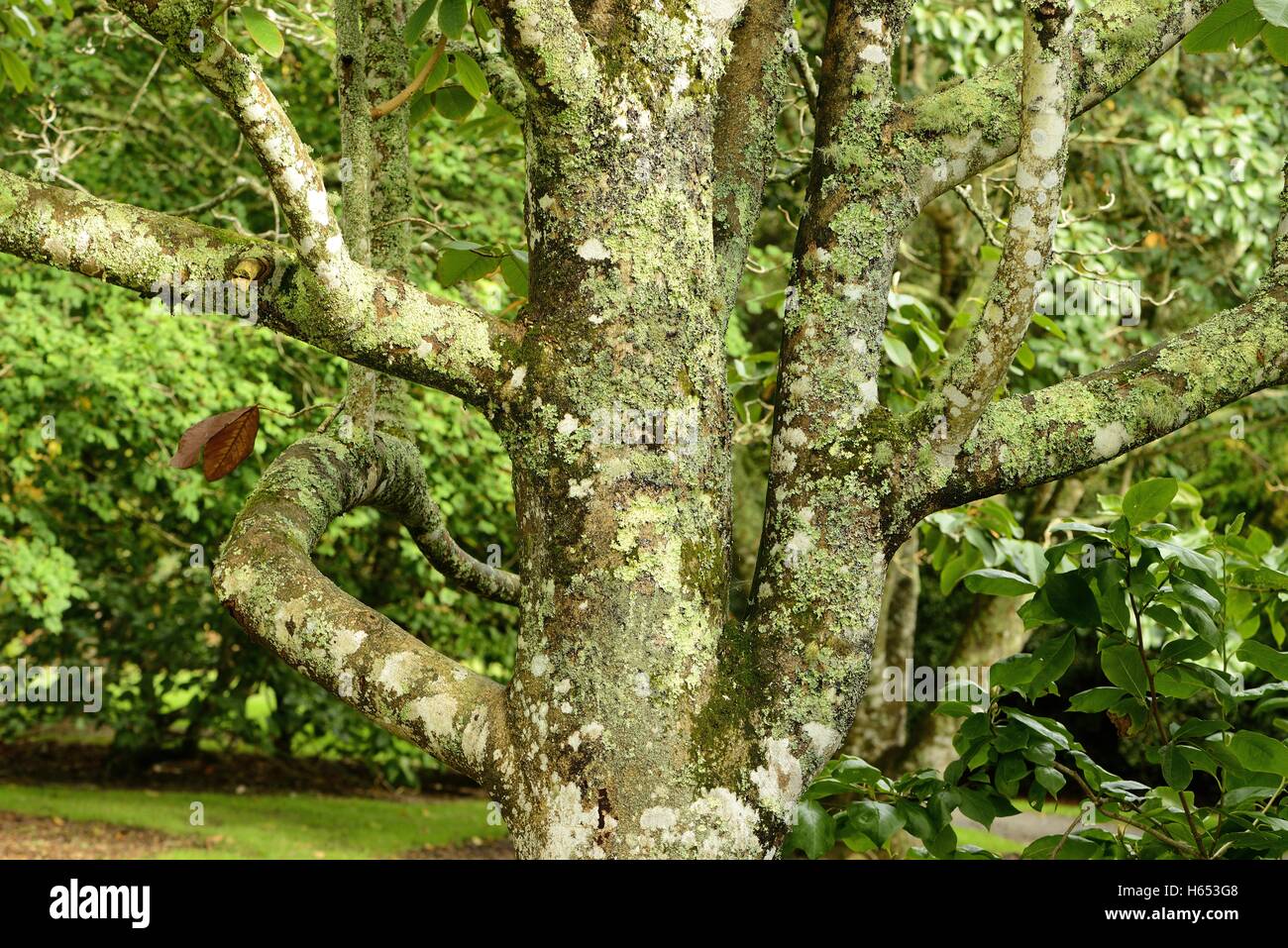 Crusty lichen hi-res stock photography and images - Alamy