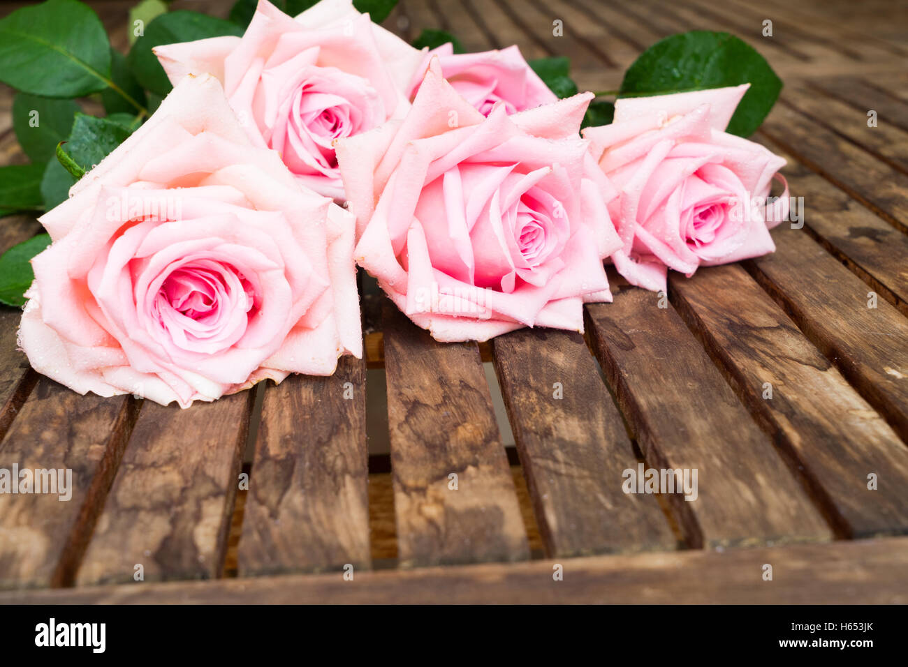 Pink blooming roses on wood Stock Photo - Alamy