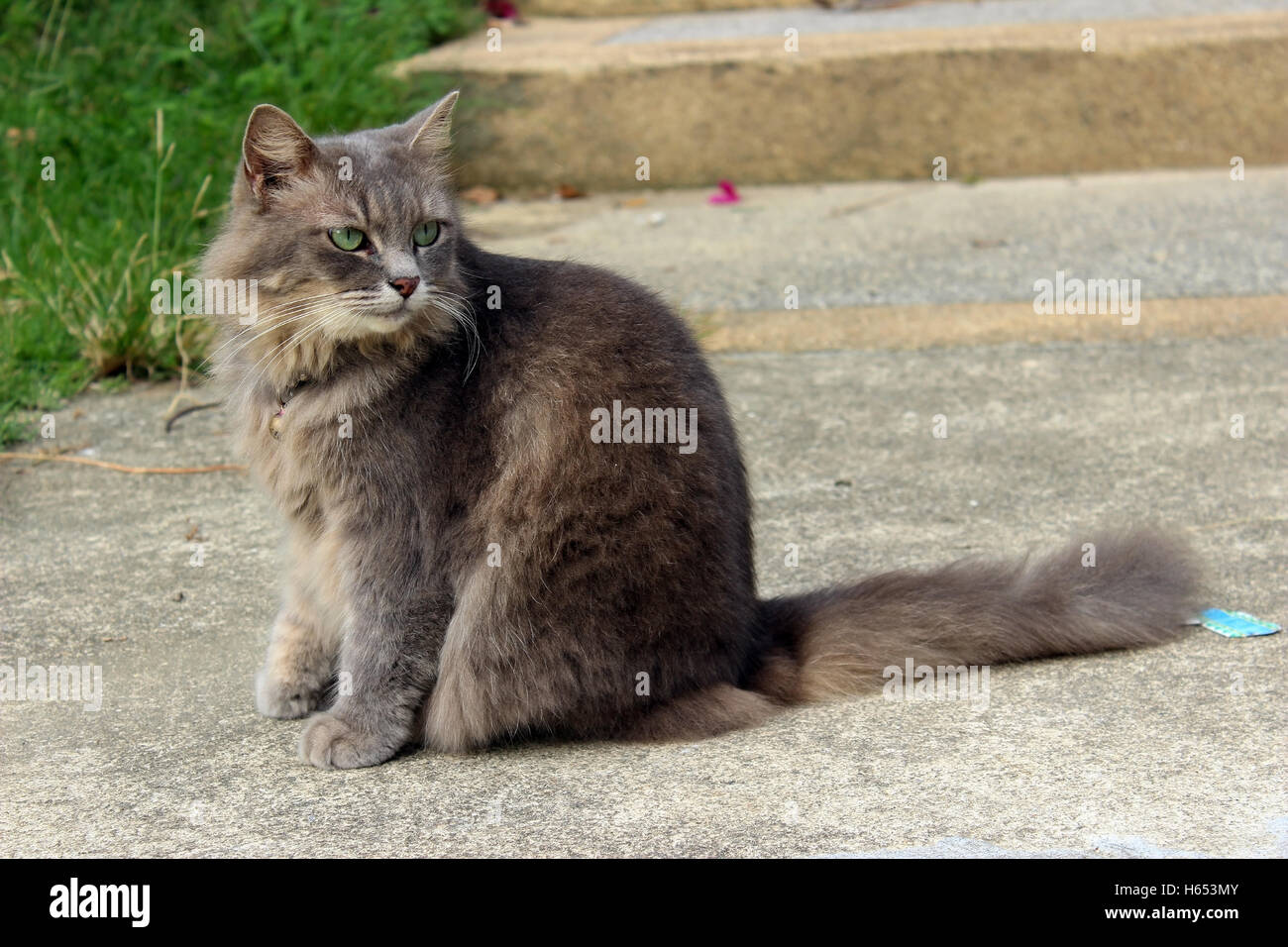 Cute cat sitting and relaxing on the ground Stock Photo - Alamy
